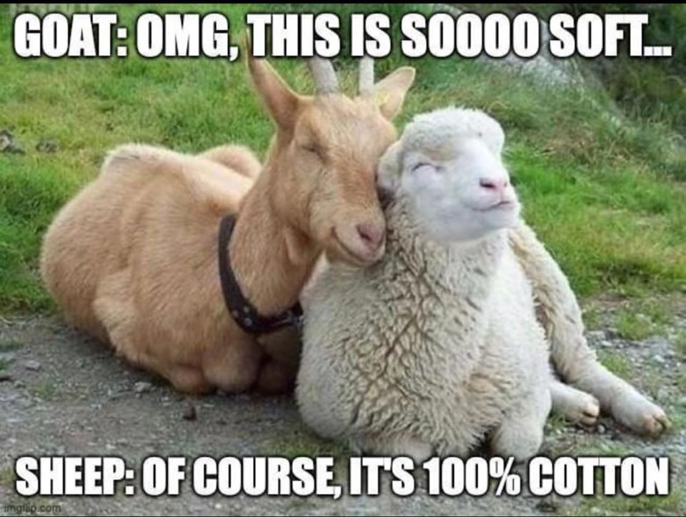 Chan Chun Sing teased online: "CCS stands for Cotton Comes from Sheep ...