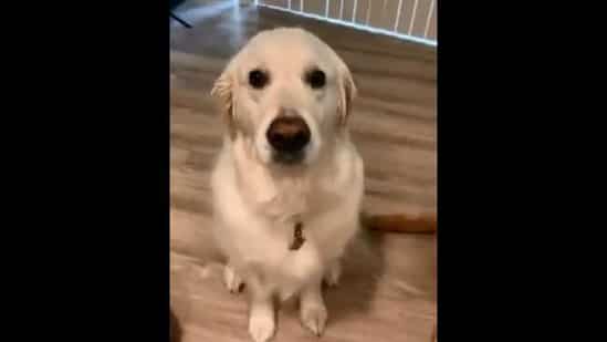 watson-the-dog-tells-his-mom-who’s-a-good-boy-and-it’s-adorable.-watch ...
