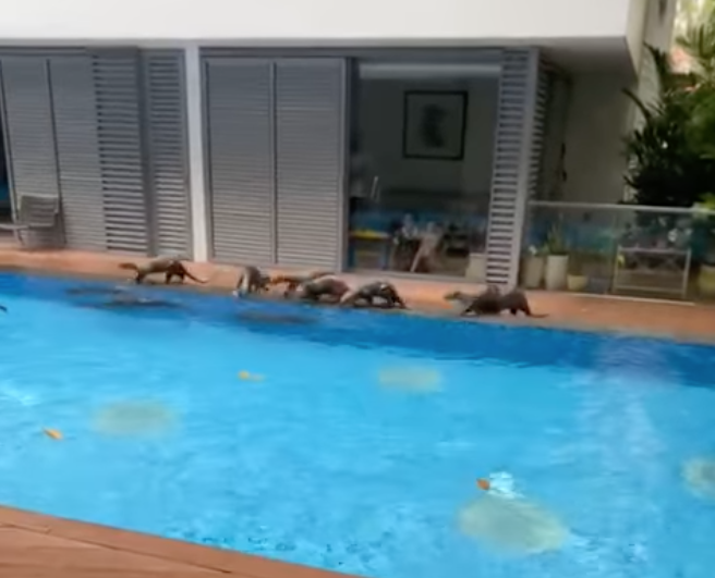S’pore otter family spotted swimming at condo pool - In the Hood