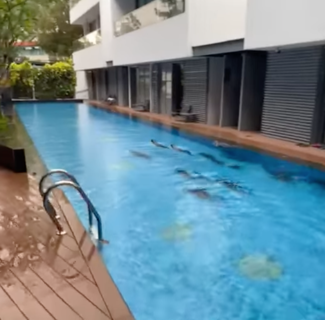 S’pore otter family spotted swimming at condo pool - In the Hood