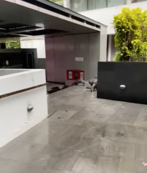 S’pore otter family spotted swimming at condo pool - In the Hood