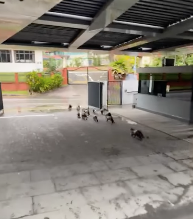 S’pore otter family spotted swimming at condo pool - In the Hood