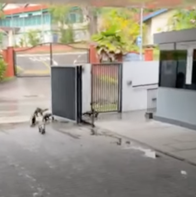 S’pore otter family spotted swimming at condo pool - In the Hood