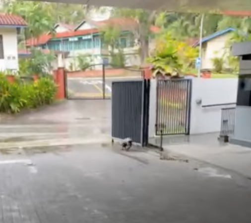 S’pore otter family spotted swimming at condo pool - In the Hood