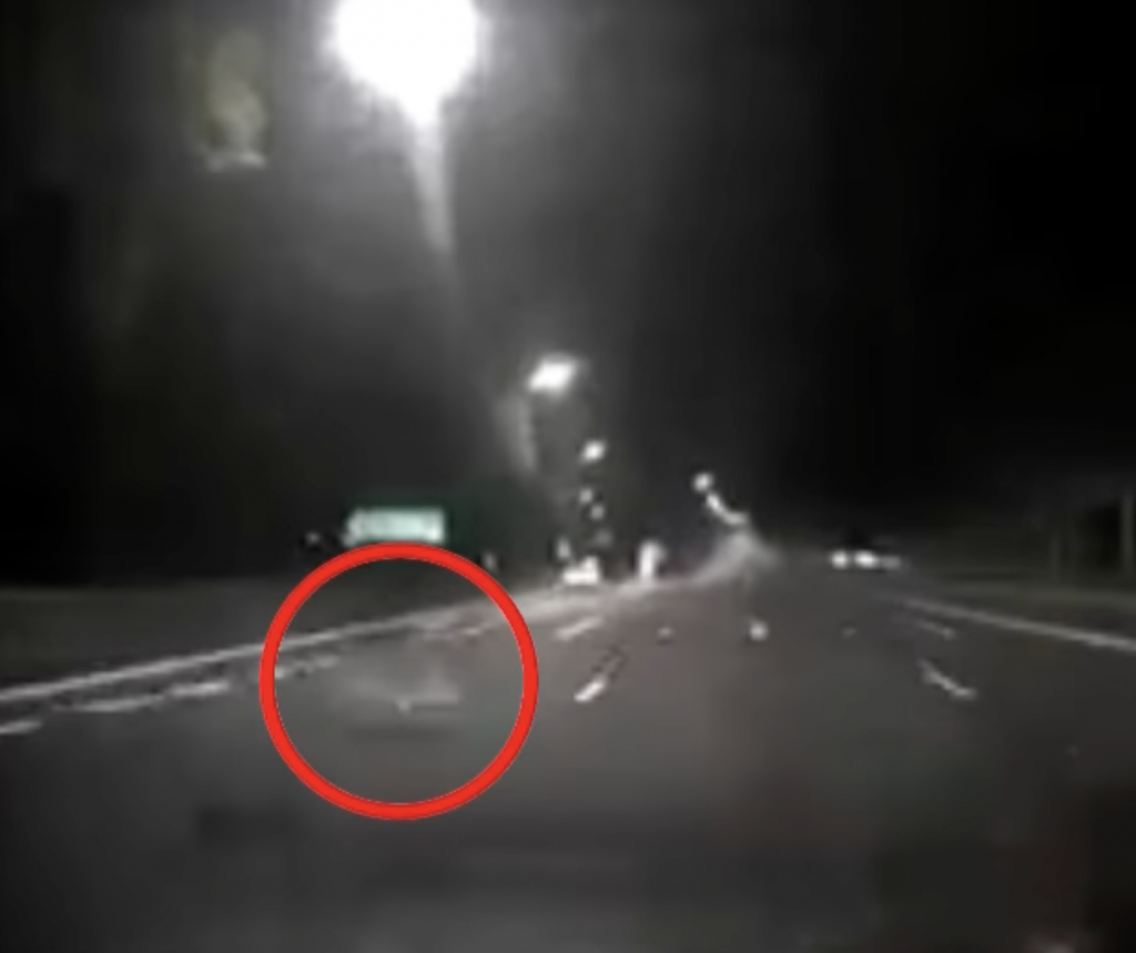 Roadkill: Driver hits wild boar dashing across BKE, netizen says, 'no ...