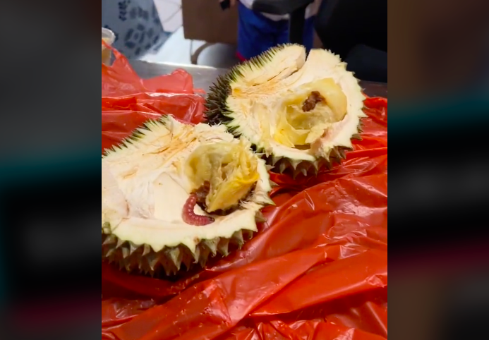 Family gets ‘durian season SURPRISE’ as big fat worm comes with the ...