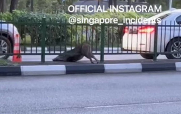 wild-boar-rescued-after-being-trapped-in-road-railing-euthanized-due-to ...
