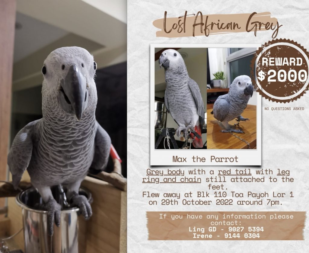 African grey parrot in Toa Payoh missing since Oct 29, his human family ...