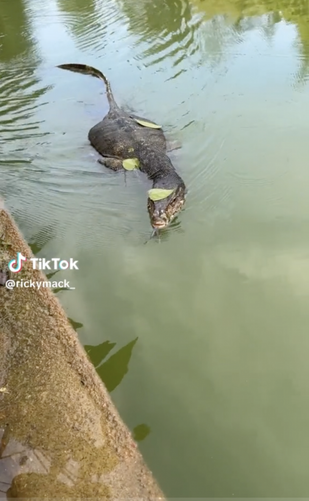 ‘Is this guy gonna try to eat me?’ — Singapore's huge monitor lizard ...