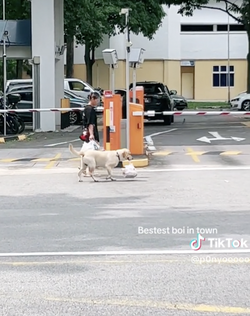 Singapore doggo son wins praise for helping his hooman mom carry ...