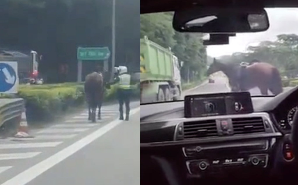 Horse gallops across Bukit Timah Expressway Singapore News