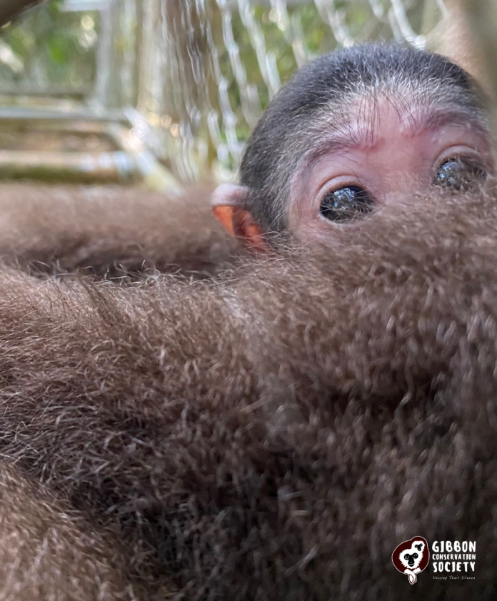 Historic first birth: Gibbon baby Axel named after Guns N’ Roses ...