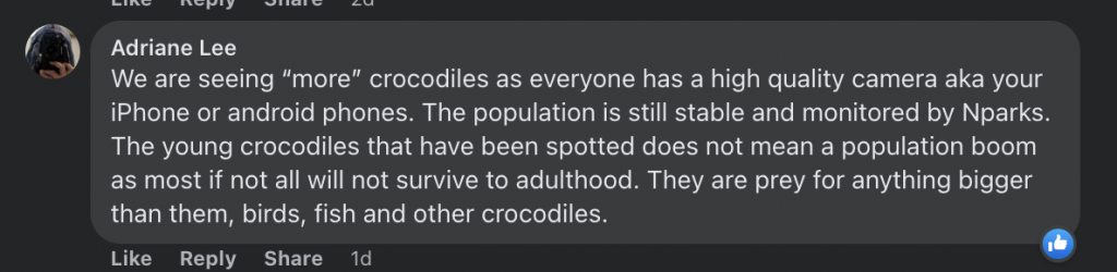 Animal sightings: Resident spots croc at Sungei Buloh wetlands - Rare ...