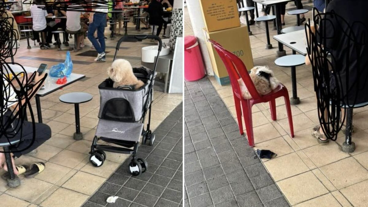 Local wonders why people bring their dogs to hawker centres when it isn ...