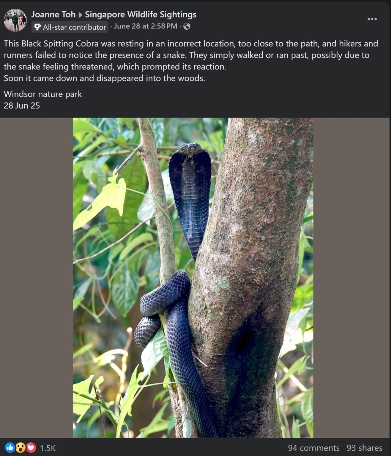 Black Spitting Cobra was spotted too close to the path in Windsor ...