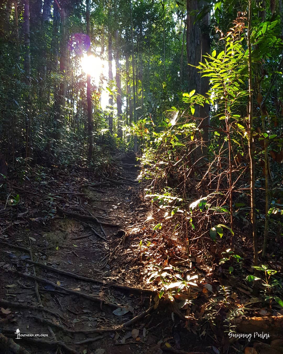 Gunung Pulai, Kulai hiking trail - The Independent Singapore News