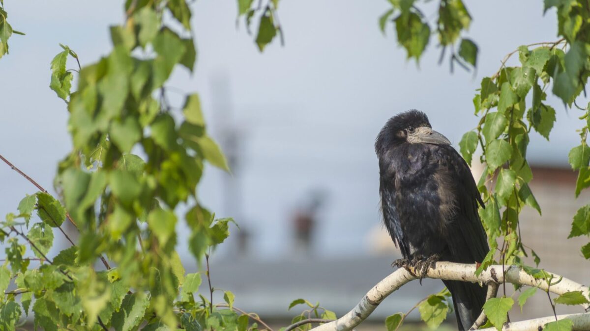 Singapore crow complaints increased from 5K to 15K, triggers the return ...