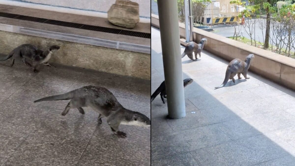 Otters seen running through Khatib MRT ‘must have taken the Mandai ...