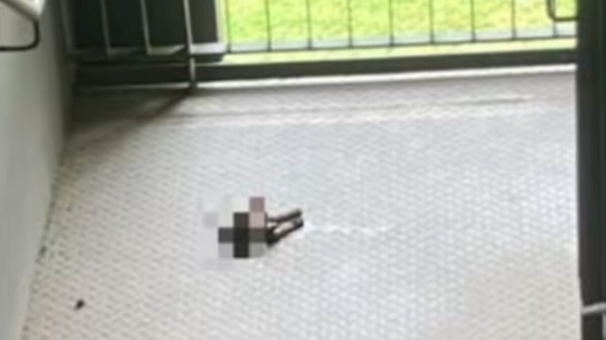 Cat found dead under suspicious circumstances at Ayer Rajah, Cat ...